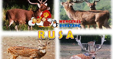 Rusa Dan Keistimewaan Tanduknya - Mengenal Binatang