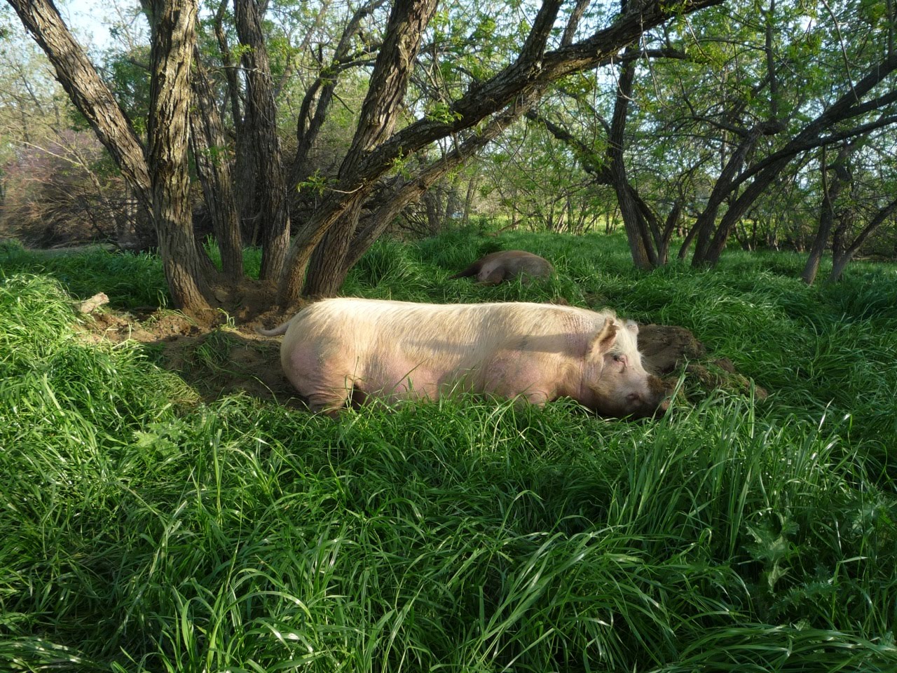 Riverdog Farm Hog Blog: Sows in Spring Pasture