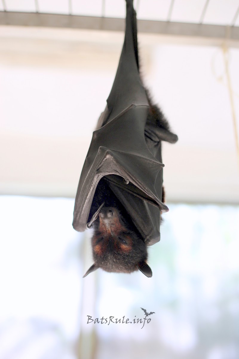 Rehab | Megabats adults and babies in care, Flying-fox, Fruit bats