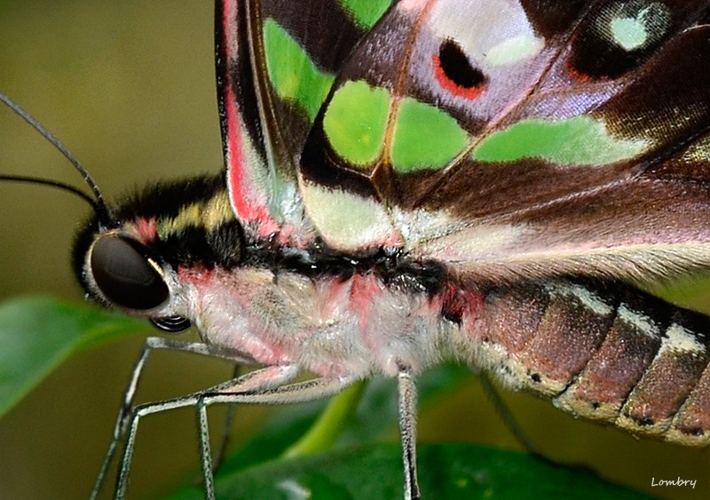 Bouillons de Cultures: La photographie des papillons
