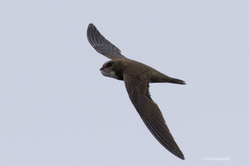 ZAGROS NATURE IMAGES: Alpine Swift
