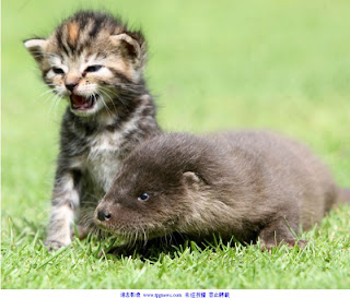 Pets Stop: Lonely otter find him a new family
