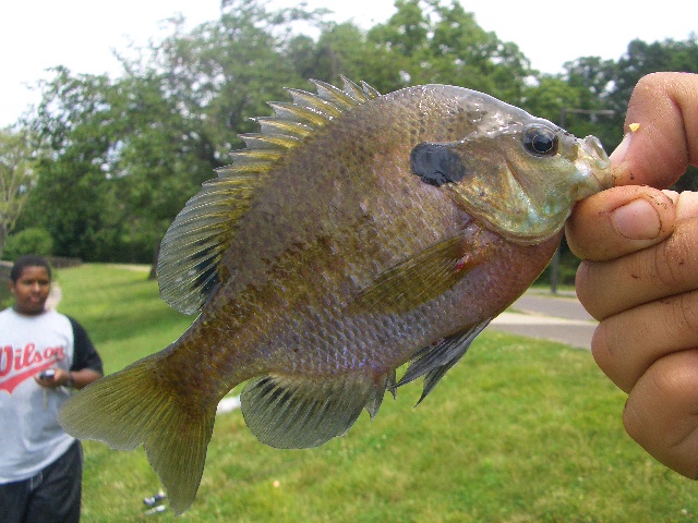 Extreme Philly Fishing: Catching Sunnies and Carp at Kelly Drive