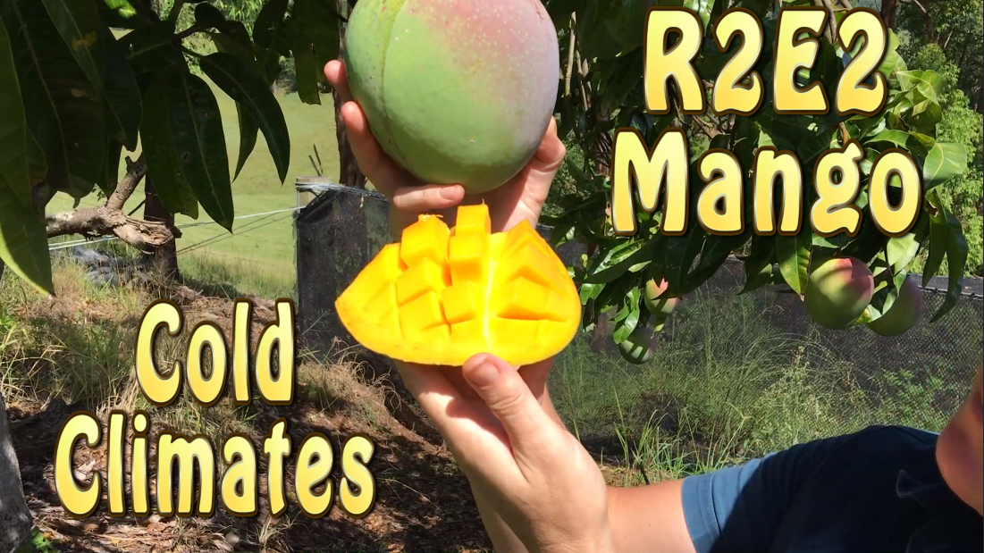 Daleys Fruit Tree Blog: R2E2 Mango Tree in Australia is great for cold ...