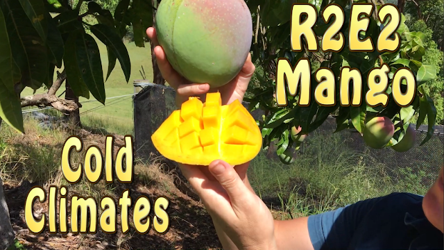 Daleys Fruit Tree Blog: R2E2 Mango Tree in Australia is great for cold ...