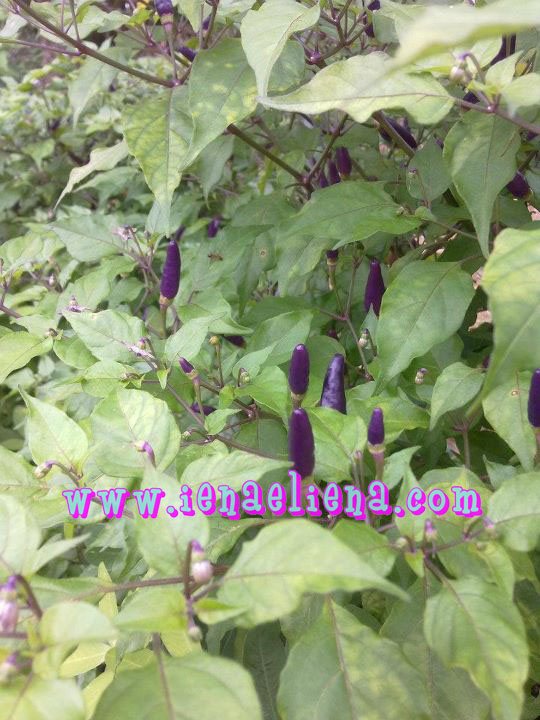 Jom Kenali Cili bewarna ungu (purple) Explosive Ember - iena lifestyle ...
