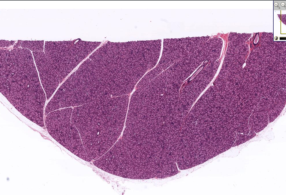 μicroscopia: SOTTOLINGUALE