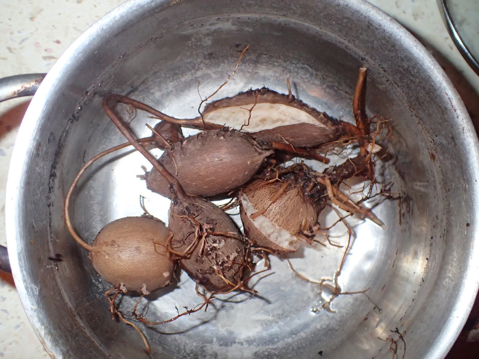 Scirpidiella's Plants: Edible Groundnuts (Apios sp.div.)