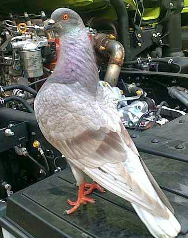 SPESIALIS MERPATI: MERPATI BALAP TINGGIAN ATAU KOLONGAN