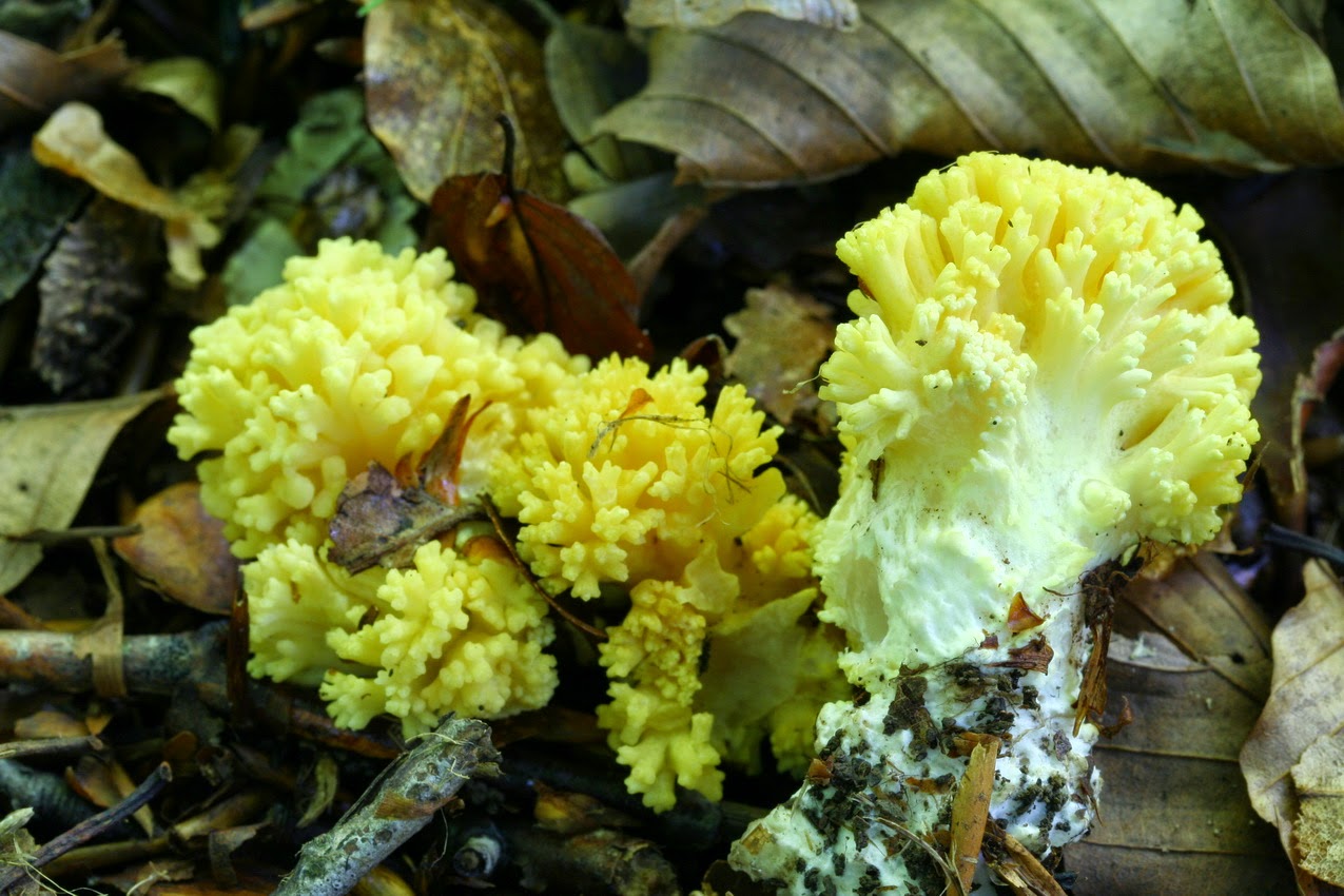 Guía de Setas y Hongos de Navarra.: Ramaria flava Schaeff
