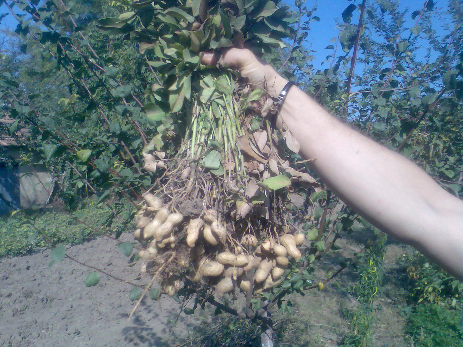 cultura plantelor: Vand alune de pamant (arahide)