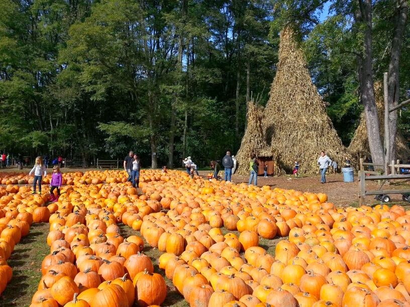 RochesterHalloween: A great time at Powers Farm Market today...