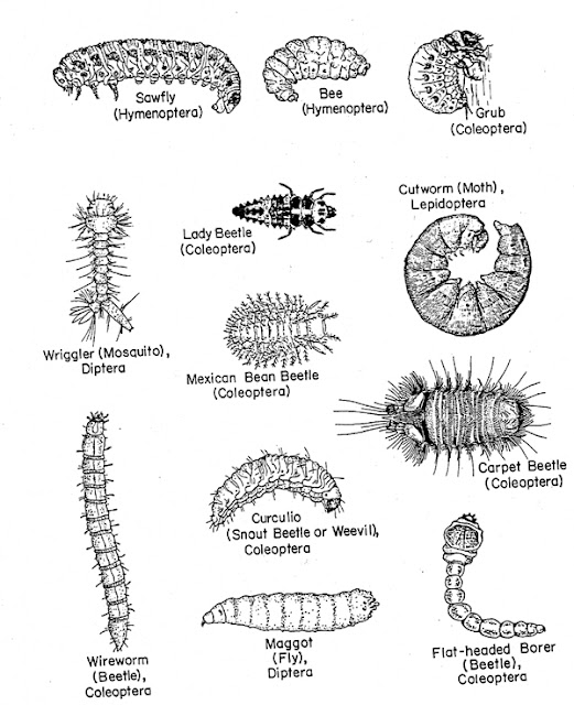 WELCOME TO AMOAH JEHOSHAPHAT'S BLOG: TYPES OF LARVAE AND PUPAE