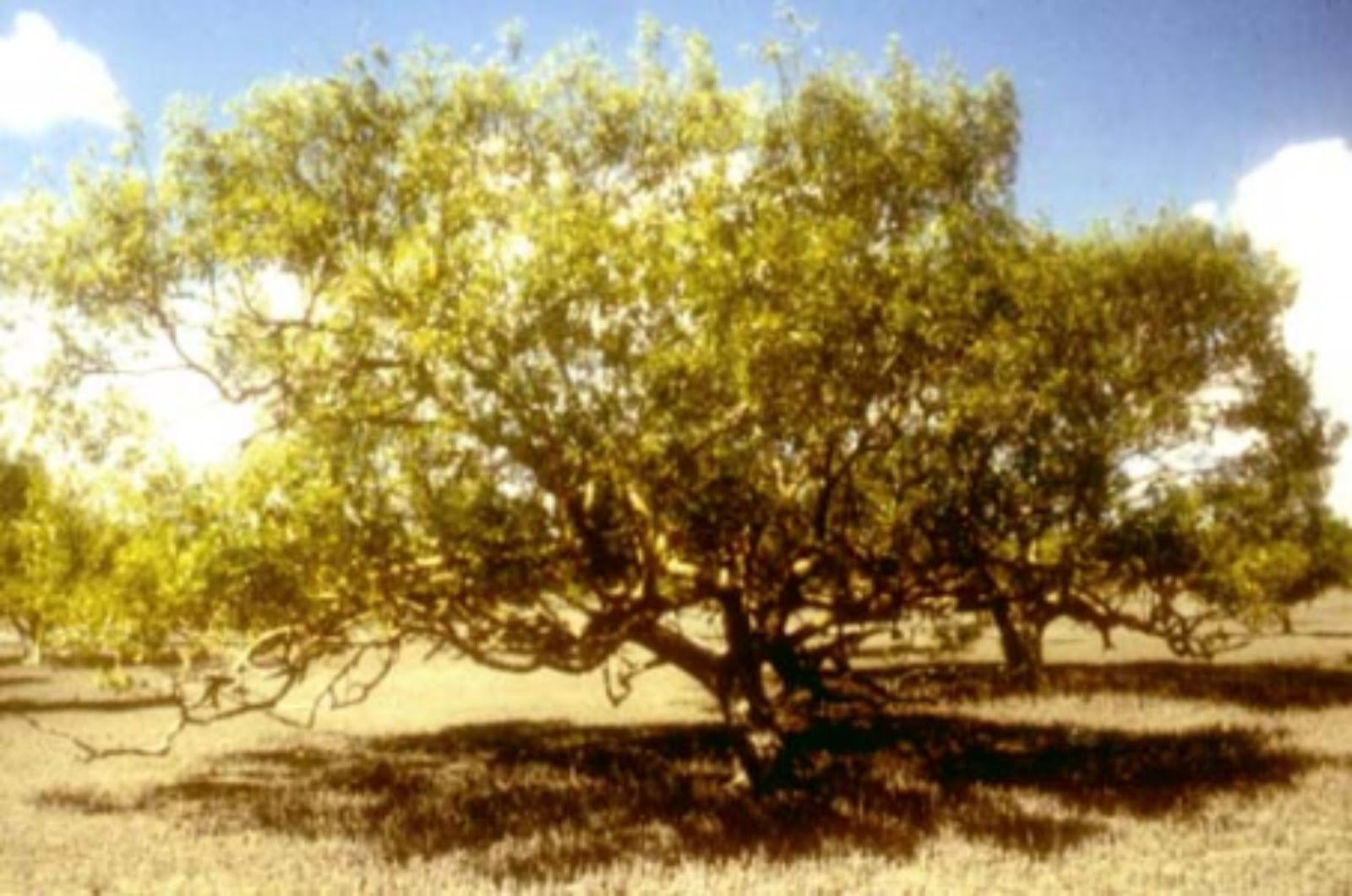 Mengenal Mangrove : Avicennia eucalyptifolia - Lalaukan