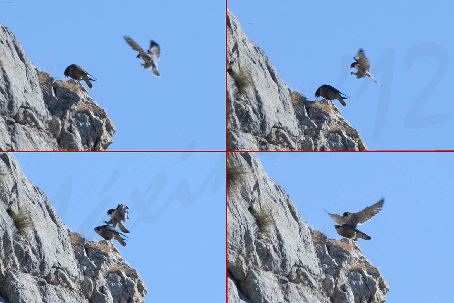 EL BICHU'Gormeján: Halcón peregrino