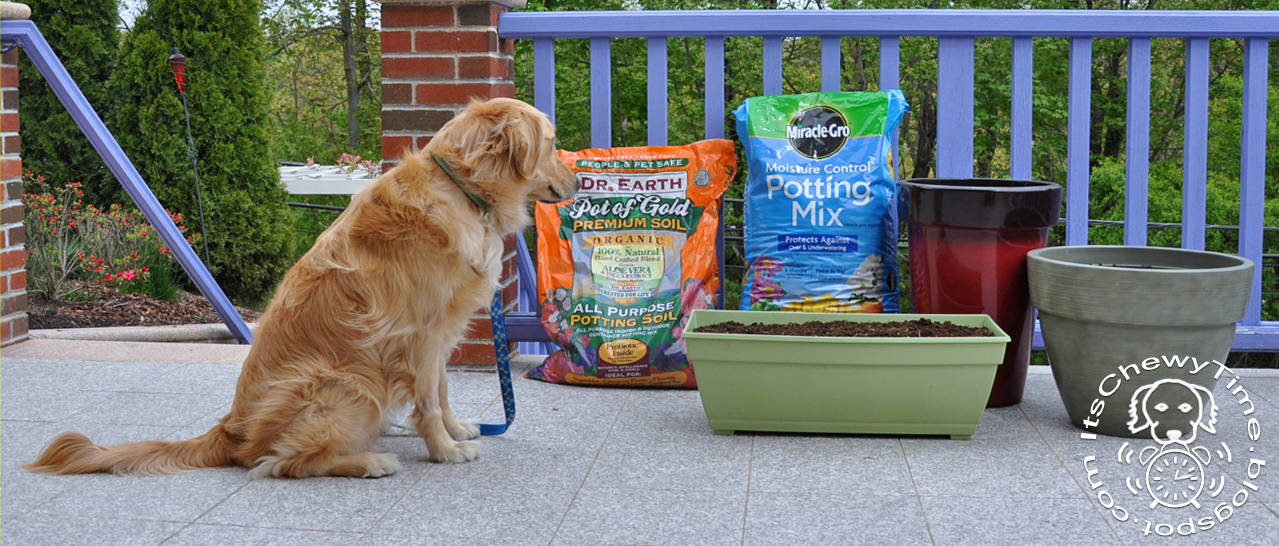 It's Chewy Time!: Growing Veggies for Your Dog, Part 4: Container Gardening
