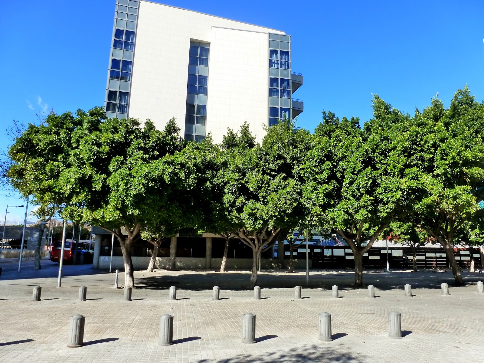 Árboles con alma: Laurel de Indias. (Ficus microcarpa)