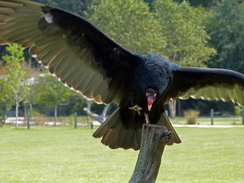 Life, Birding, Photos and Everything: Raptors in Flight