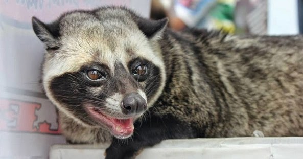 Cara Memelihara Musang Pandan - SitusHewan.com