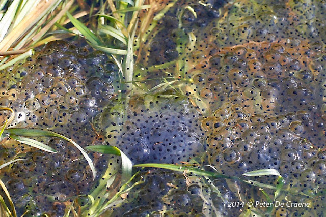 Peter De Craene Natuurfotografie: Kikkerdril in Drongengoed