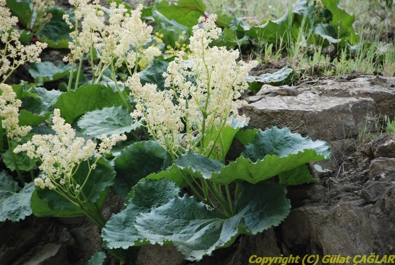 Türkiye'nin Yabani Bitkileri - Wild Flowers in Turkey: Rheum ribes L ...