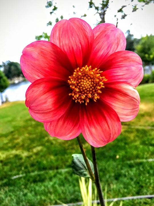 I Need New Things: Dahlia The Beauty
