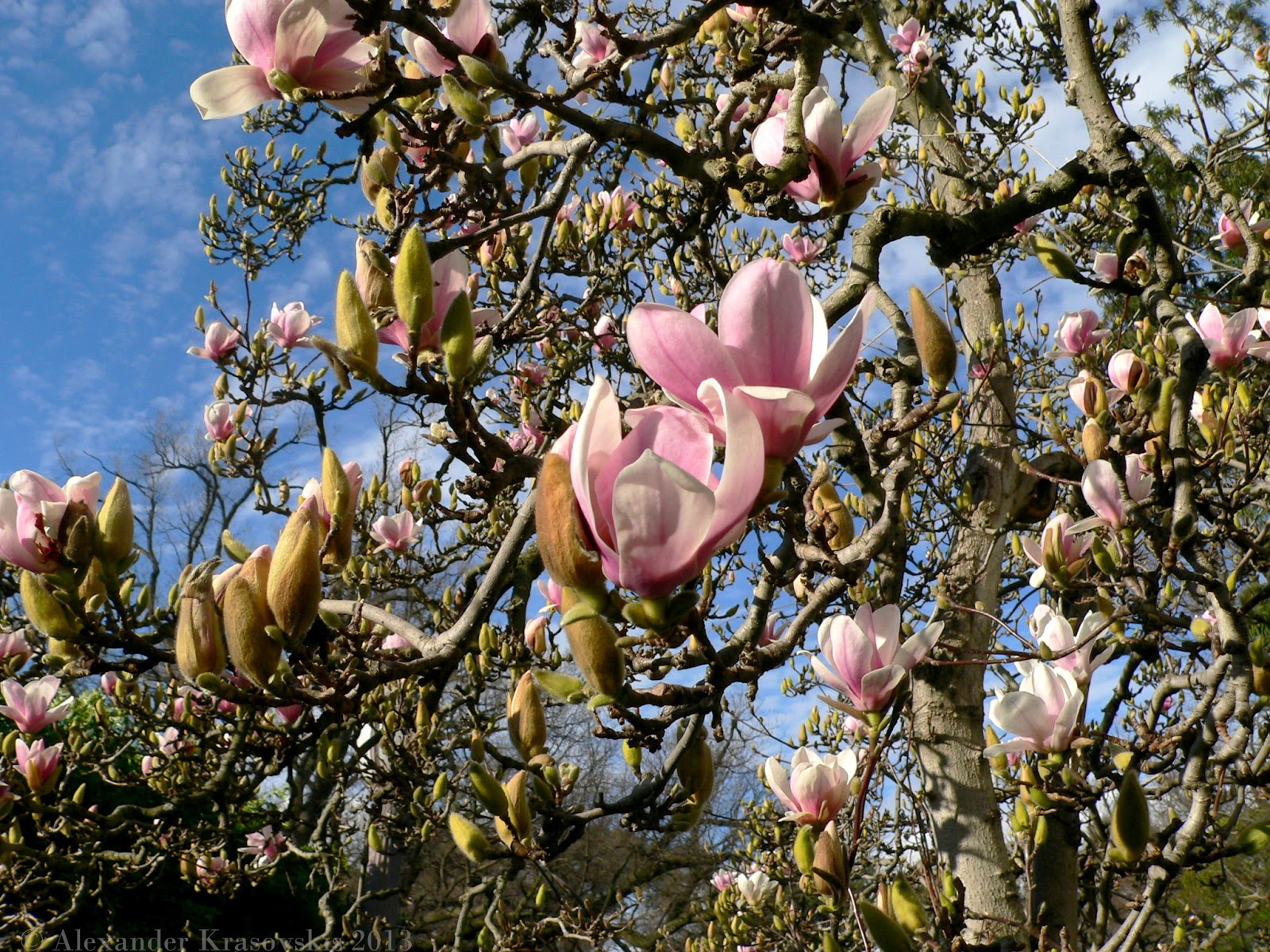 Aggregata Plants & Gardens: Winter flowering plants in Parkville