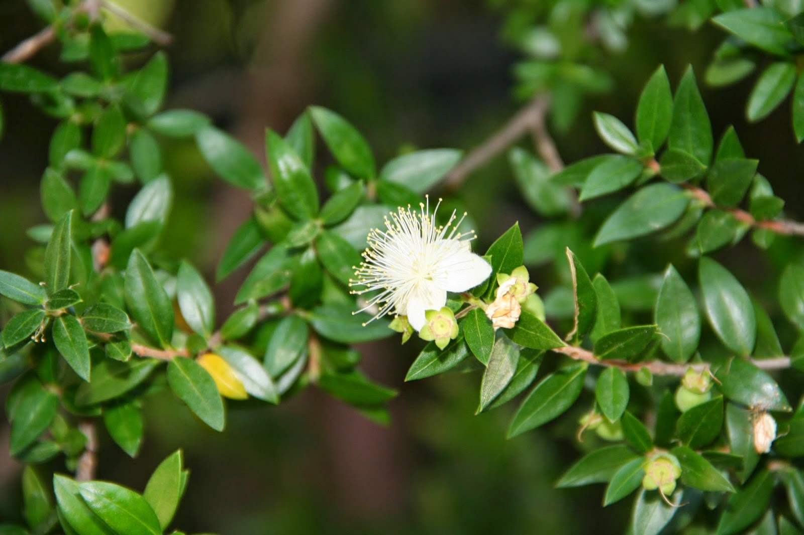 El espiritu de las plantas: Arrayán