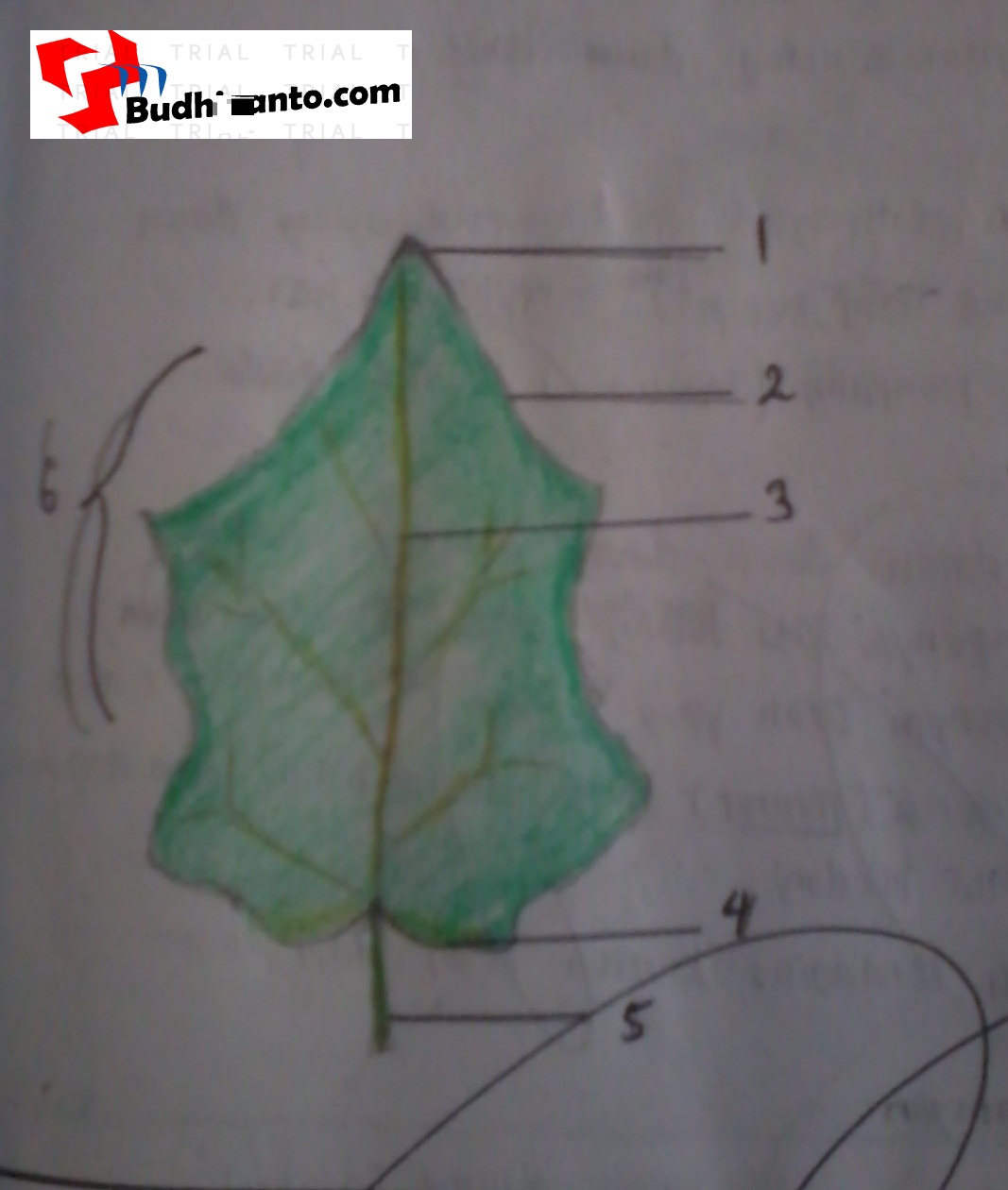 Morfologi Daun Terong ( Solanum melongena ) - Budhii WeBlog