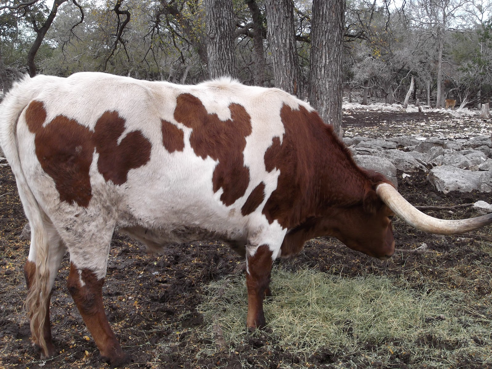 The Natural World: Animal Spotlight: Aurochs