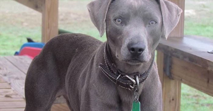 Blue Lacy Dog Breed Info: Price, Characteristics, Aggressiveness ...