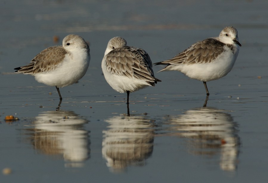 Steve Rogers birding: Sanderlings on Marazion beach