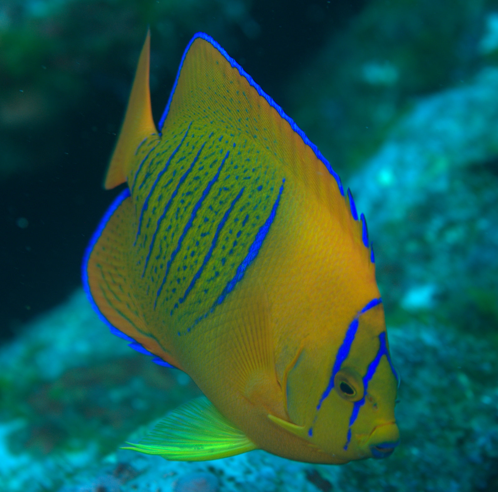 under pressure world: Clarion Angelfish (juvenile)- Socorro Islands, MX