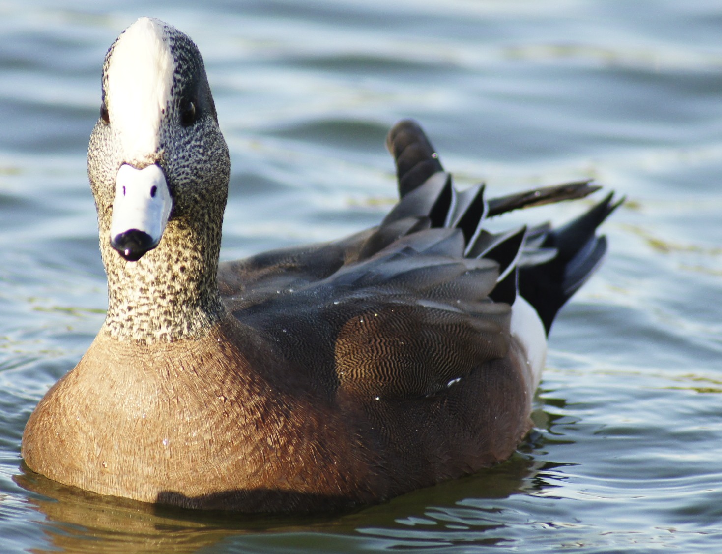 Butler's Birds: American Wigeon