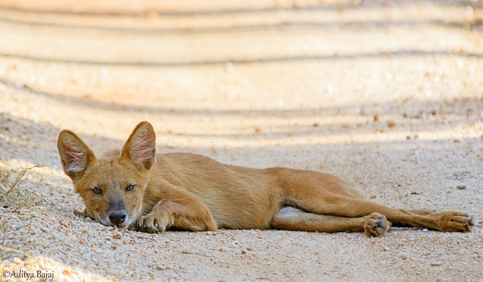 Aditya Bajaj: Dhole (Asiatic Wild Dog)