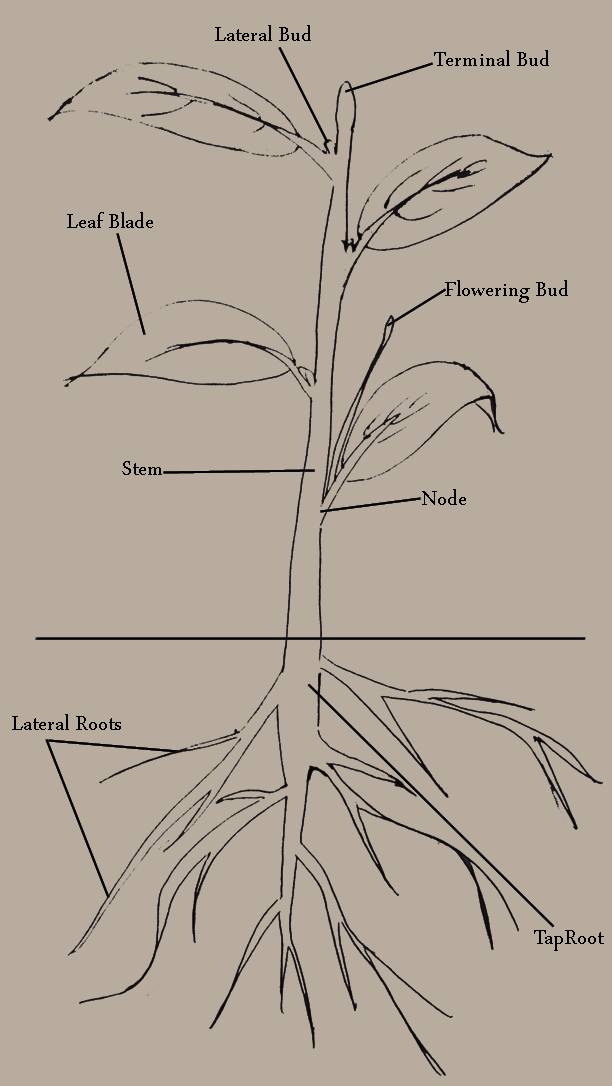 Aquascaping- Art and Science: The Biology of a Plant