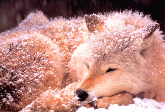 White Wolf : 17 Photos of "Sleeping Wolves" Will Make You Envious to ...