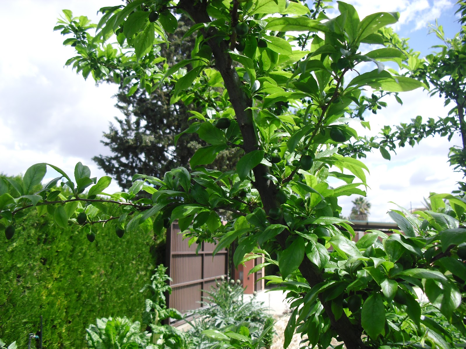 El huerto del Lopez: ACLAREO MANUAL DE FRUTOS EN ARBOLES FRUTALES