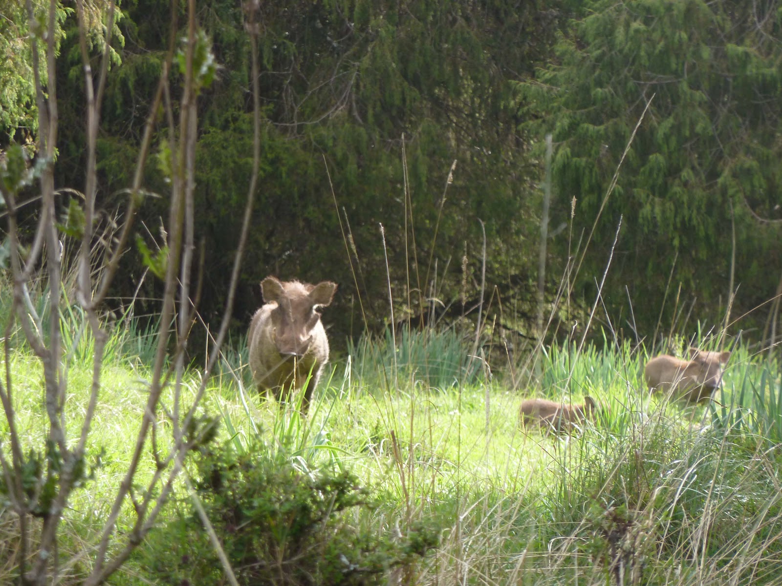 el & marty in hawassa: Bale Mountains Part II