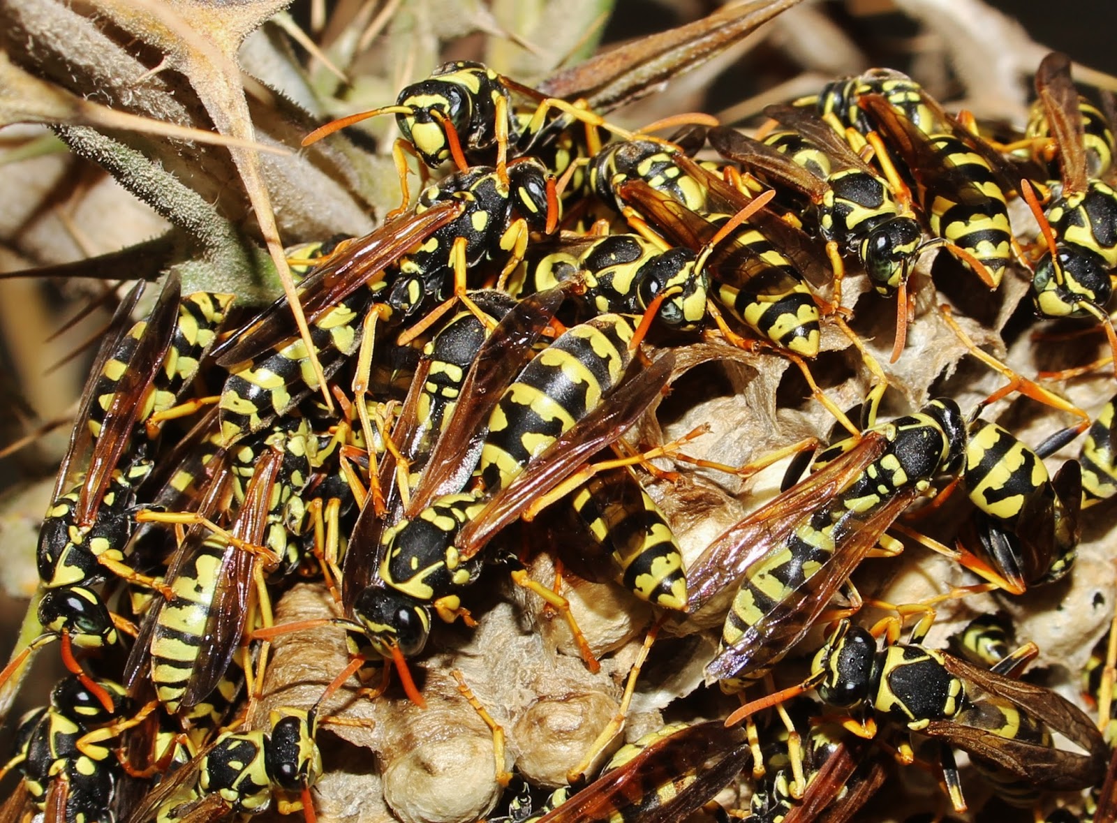 Biodiversity of Cyprus by NGO Protection of the Natural Heritage and ...