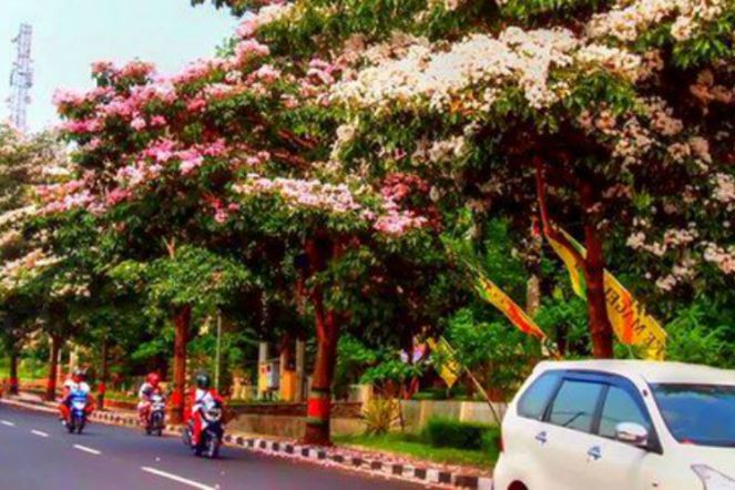 Pesona Bunga di Jawa Tengah - Pejuang Pena