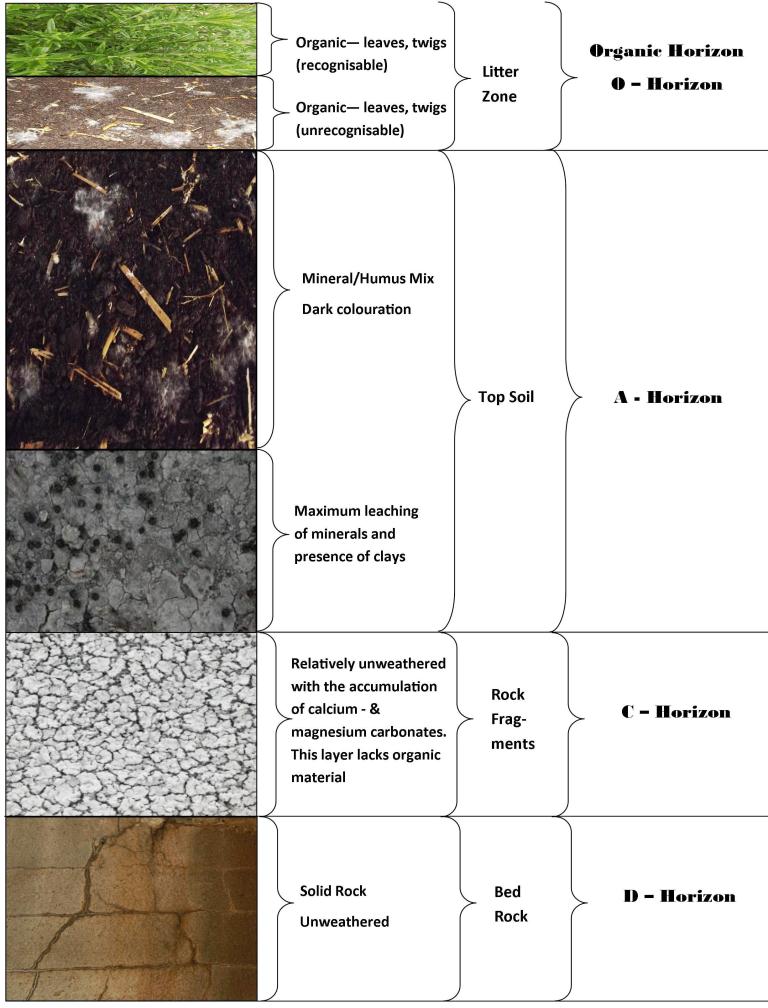 Roots 'n' Shoots: Soil: Profiles & Maintenance