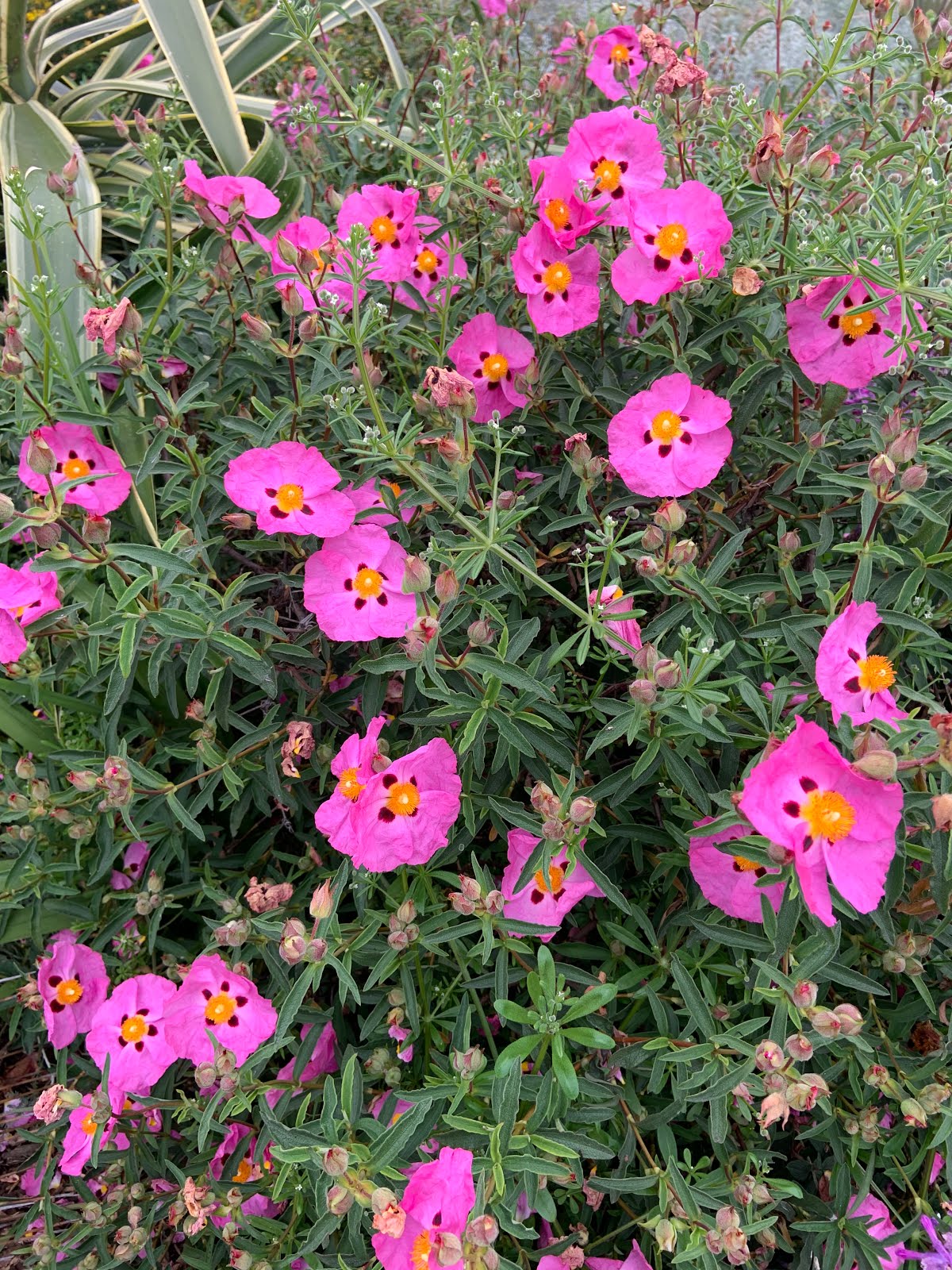 Pennsylvania Street Gardens: Plant Profile: Cistus purpureus (Orchid ...