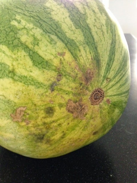 How to Pick a Ripe Watermelon | faithlife365