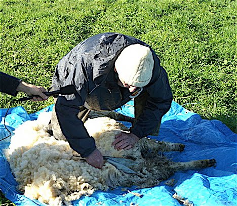 Woolshed 1: Sheep Husbandry - blade shearing method