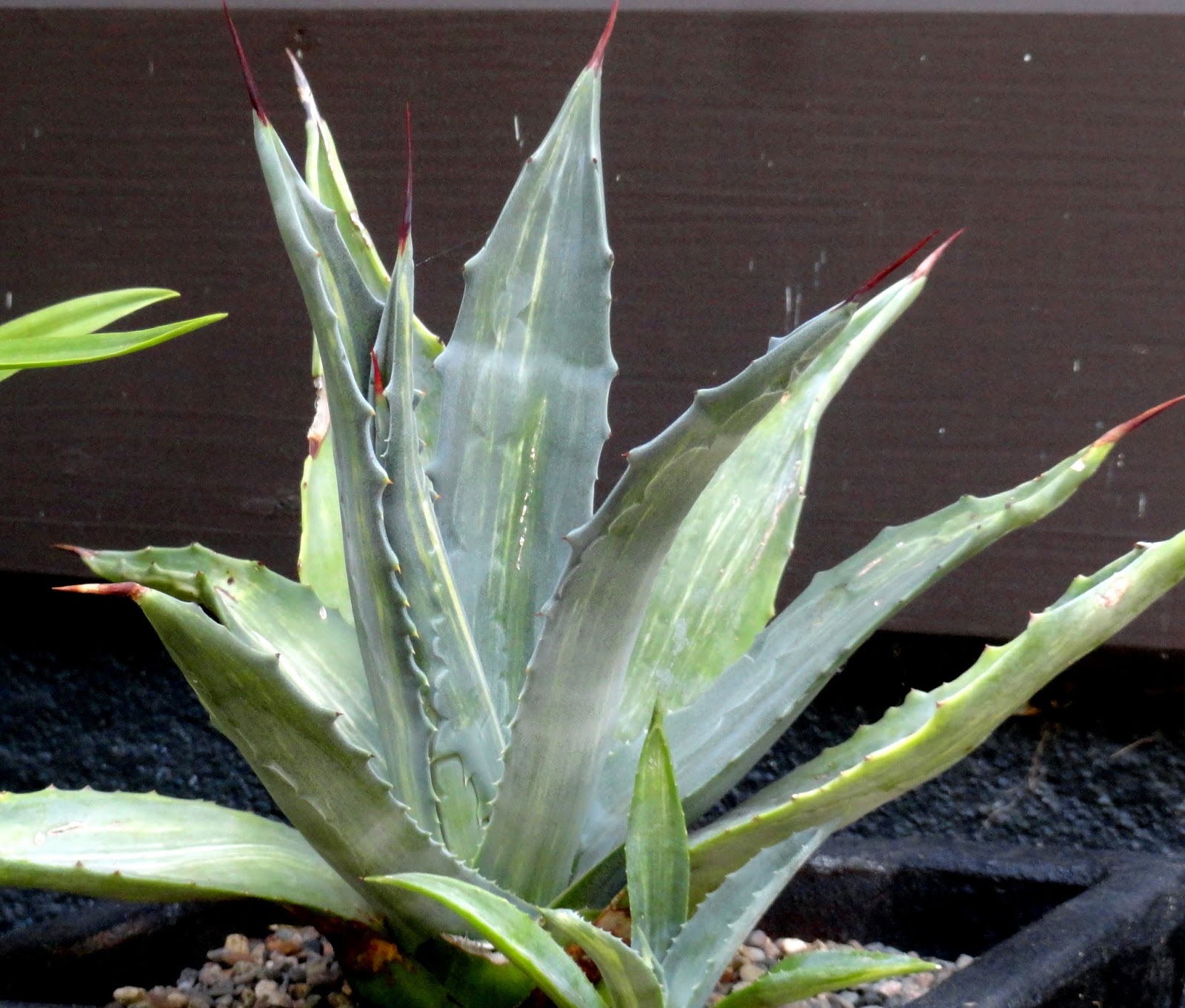 danger garden: Agave americana ‘striata’, my favorite plant in the ...