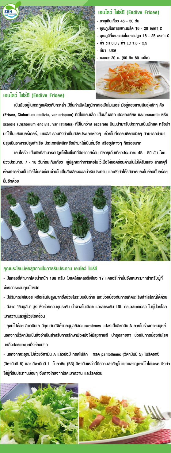 ZEN HYDROPONICS: เอนไดว์ ไฟร์ซี (Endive Frisee)