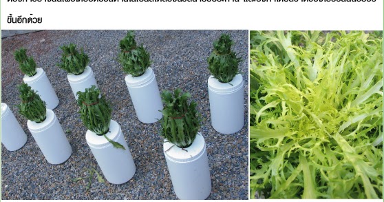 ZEN HYDROPONICS: เอนไดว์ ไฟร์ซี (Endive Frisee)