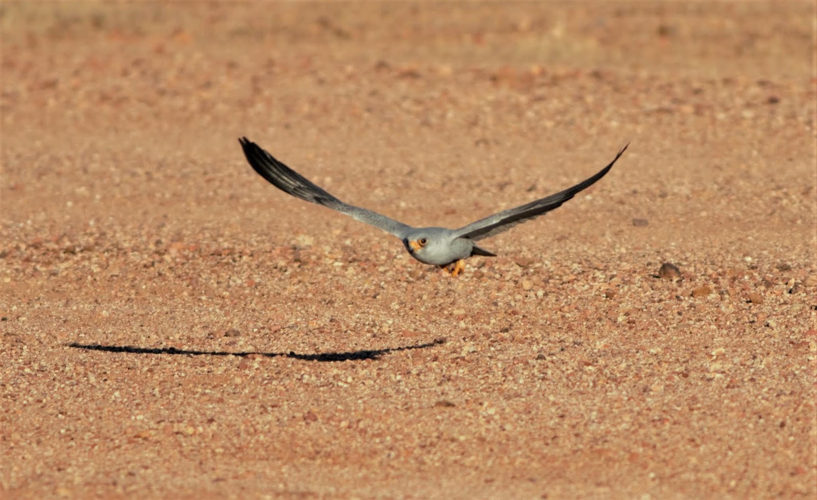 sunshinecoastbirds: Grey Falcon & Diamantina National Park