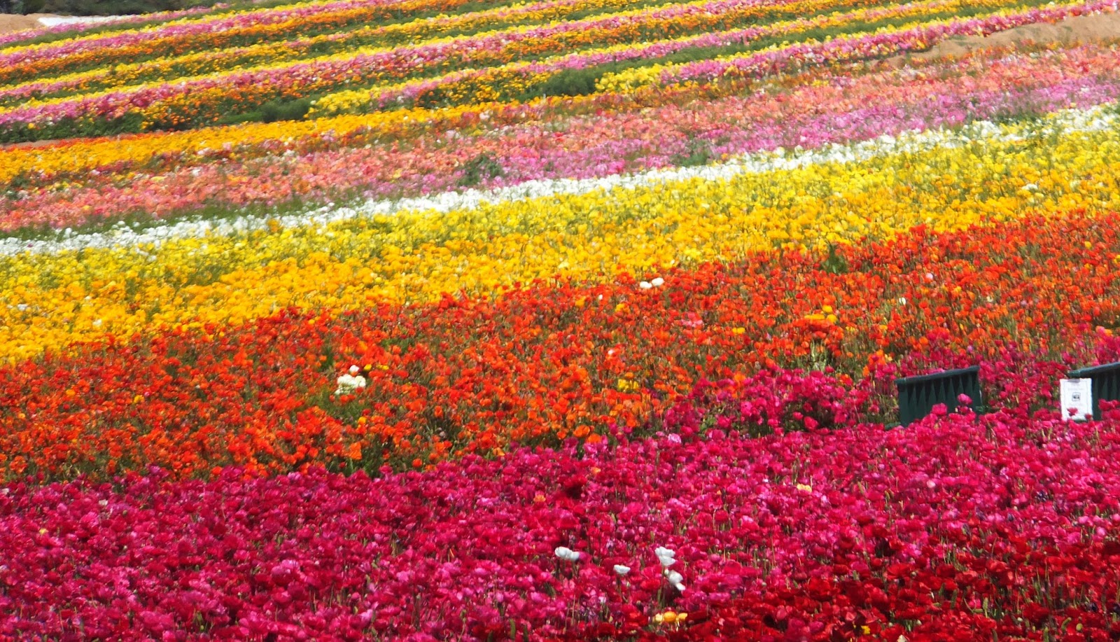 Pilgrimage 2013: Flower Fields on "Earth Day", Carlsbad, CA April 22, 2013
